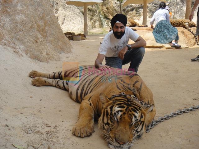 AD Singh tames full grown Tigers in tiger temple, a place on the remote ...